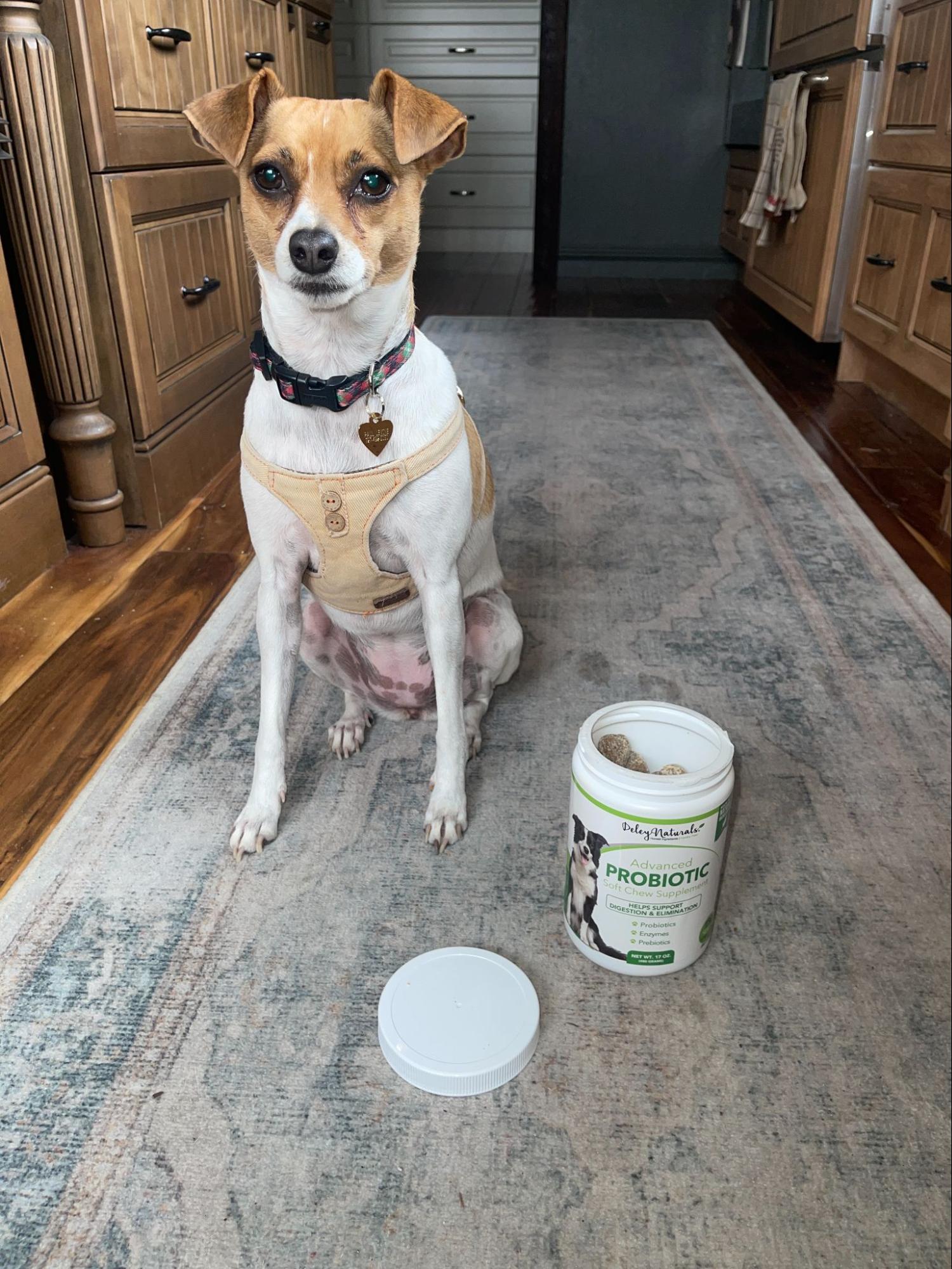 Probiotics for Dogs | Pet Living with Kristen Levine