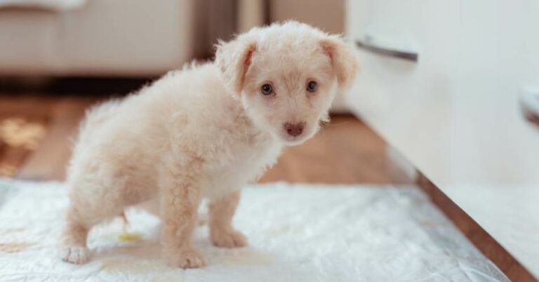 What You Really Need to Know About Using Dog Pee Pads