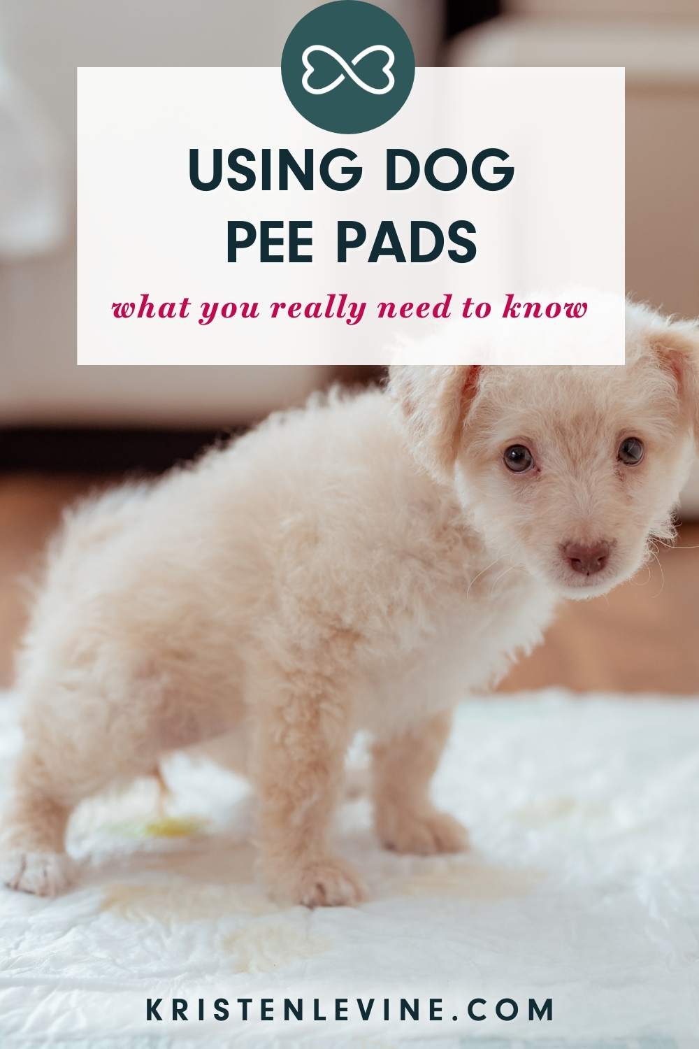 What You Really Need to Know About Using Dog Pee Pads