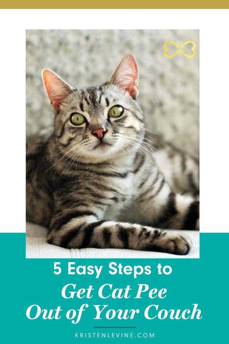 5 Easy Steps to Get Cat Pee Out of Your Couch