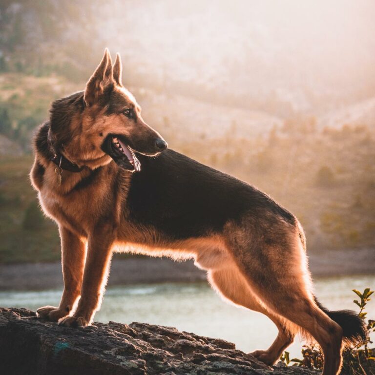 117 Badass Dog Names to Fit Your Dog's Spicy Personality