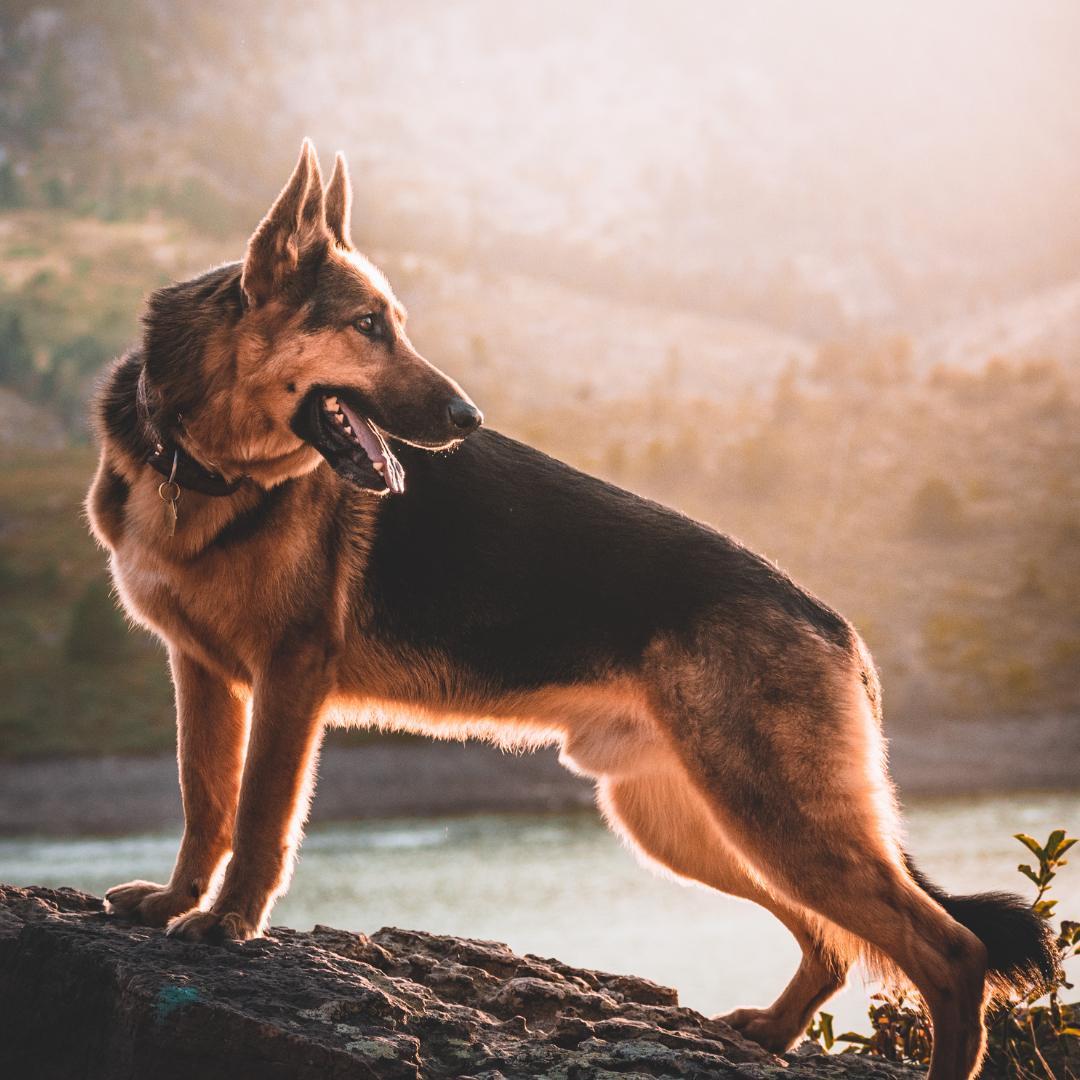 117 Badass Dog Names To Fit Your Dog s Spicy Personality 117-badass-dog-names-to-fit-your-dog-s-spicy-personality