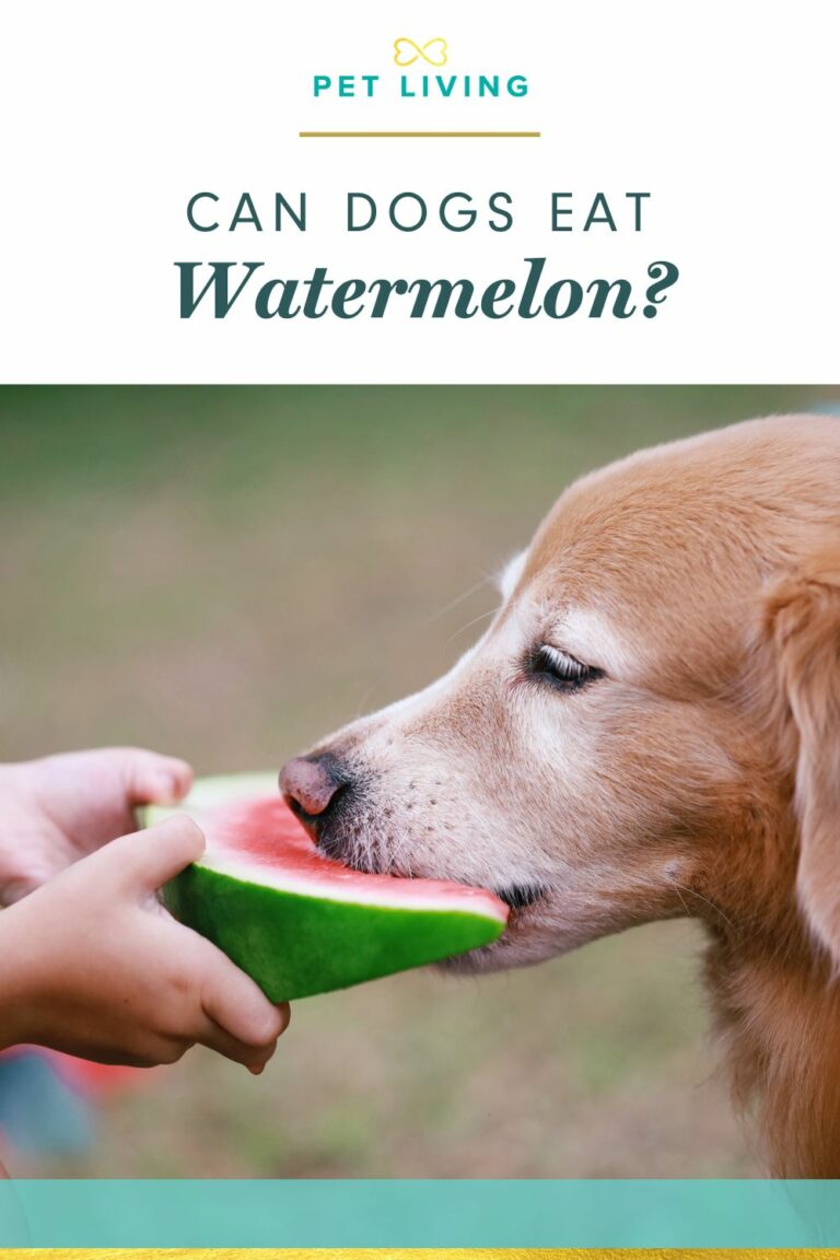 Can Dogs Eat Watermelon? | Pet Living with Kirsten Levine