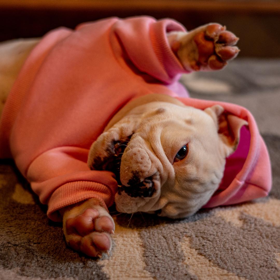 117 Badass Dog Names to Fit Your Dog's Spicy Personality