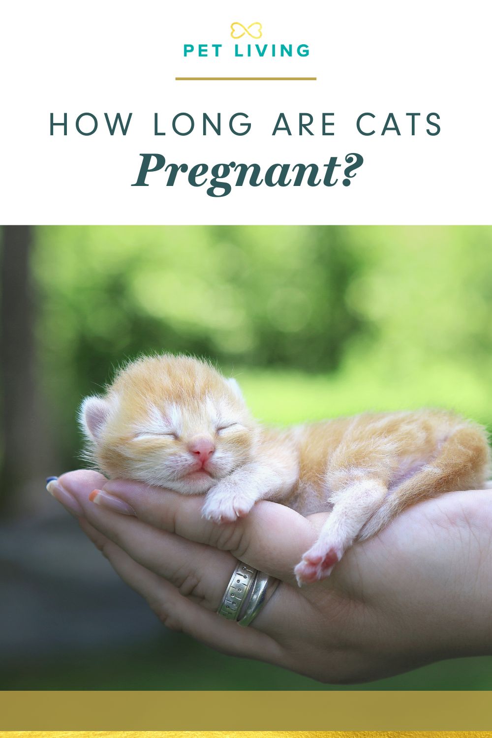How Long Are Cats Pregnant? | Pet Living with Kristen Levine