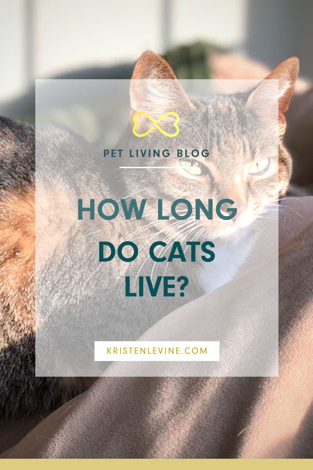 How Long Do Cats Live? | Pet Living with Kirsten Levine