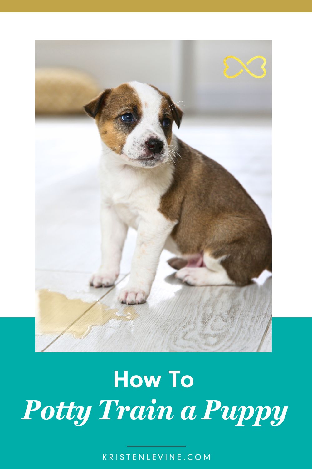 How to Potty Train a Puppy | Pet Living with Kristen Levine