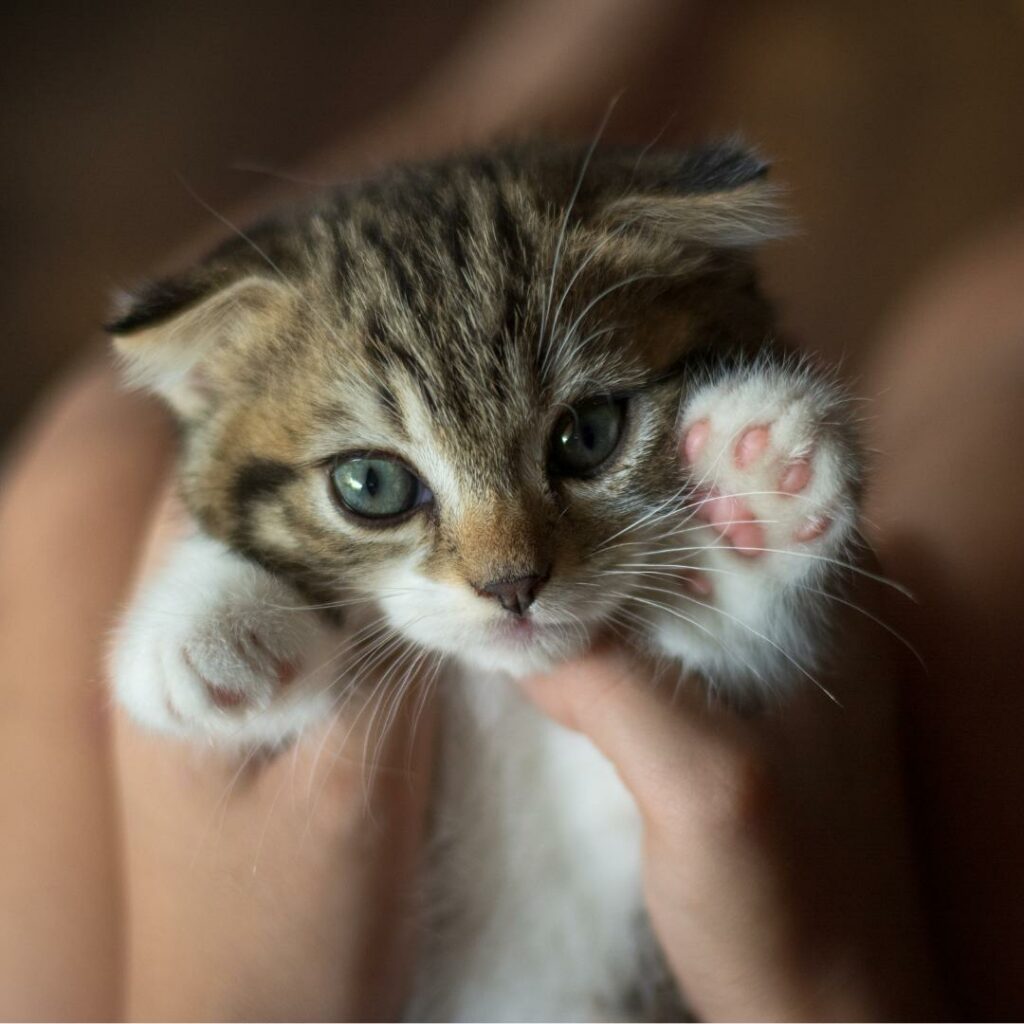 5 Easy Steps to Get Cat Pee Out of Your Couch