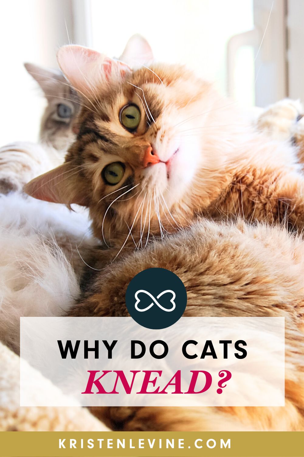 Why Do Cats Knead? | Pet Living with Kristen Levine